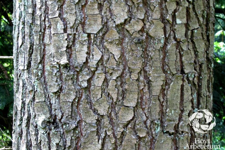 Cedrus libani - Cedar of Lebanon | Hoyt Arboretum, Portland, Oregon, USA