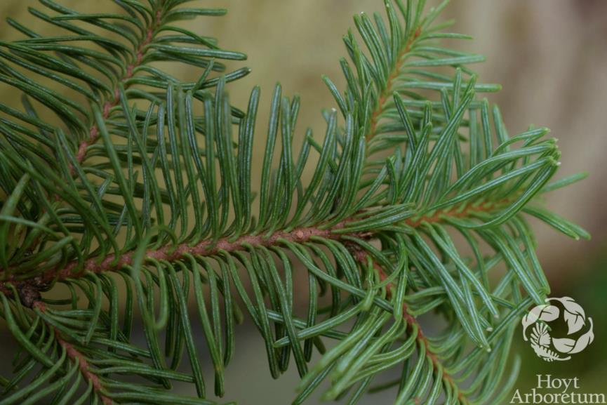 Abies magnifica - red fir | Hoyt Arboretum, Portland, Oregon, USA