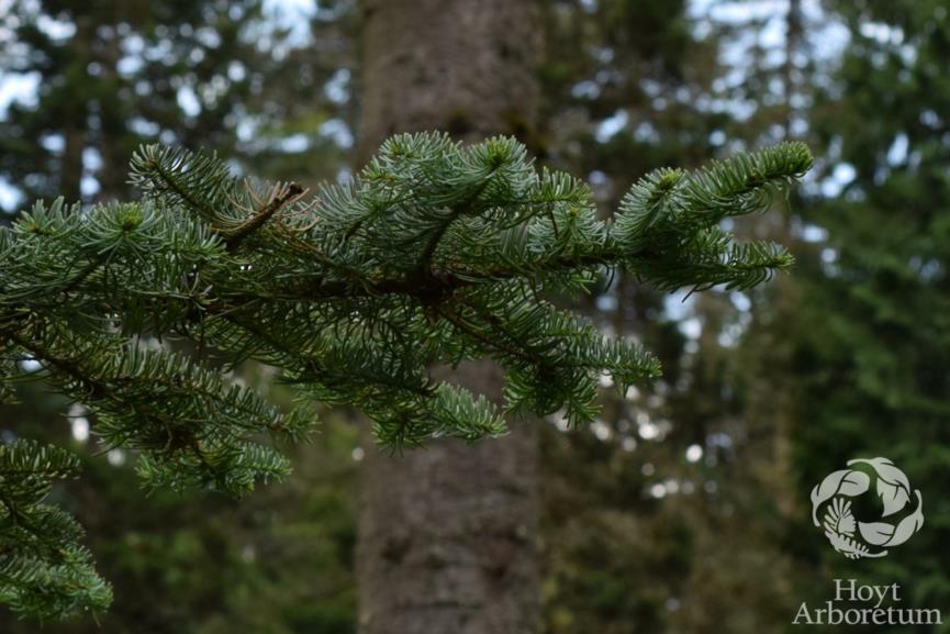 Abies magnifica - red fir | Hoyt Arboretum, Portland, Oregon, USA