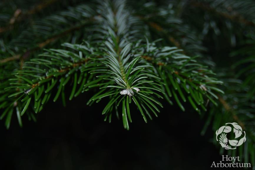 Abies nordmanniana subsp. equi-trojani - Turkish Fir | Hoyt Arboretum ...