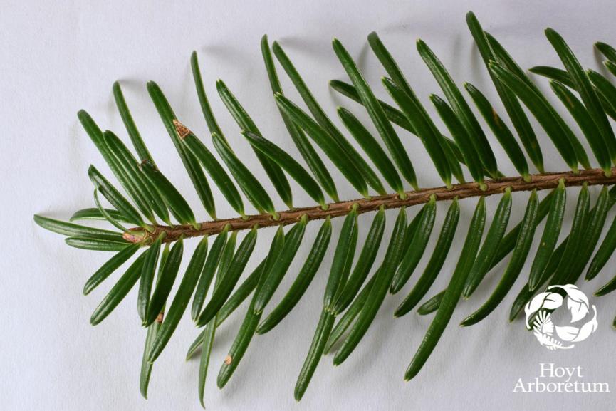 Abies spectabilis - Himalayan fir | Hoyt Arboretum, Portland, Oregon, USA