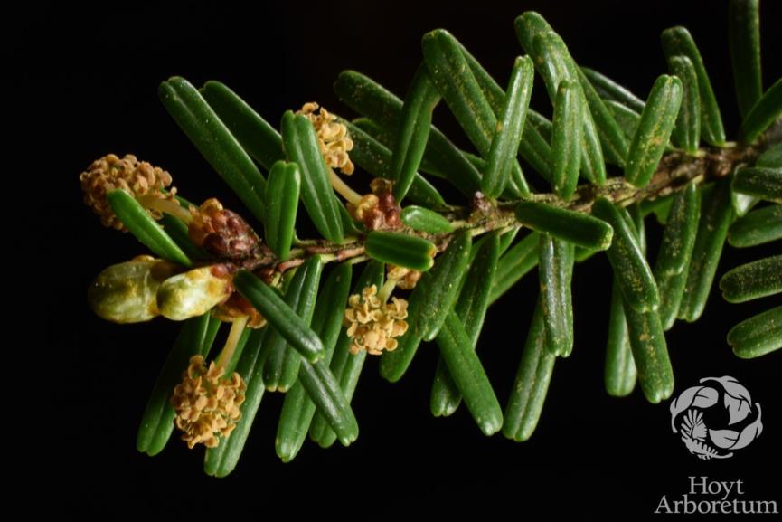 Tsuga diversifolia - North Japanese Hemlock, Japanese hemlock | Hoyt ...