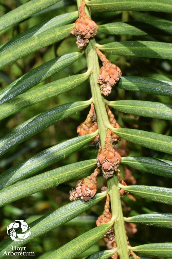 Cephalotaxus fortunei - Chinese Plum Yew | Hoyt Arboretum, Portland ...