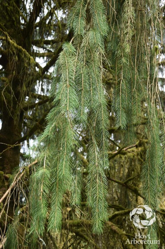 Picea smithiana - Himalayan Spruce | Hoyt Arboretum, Portland, Oregon, USA