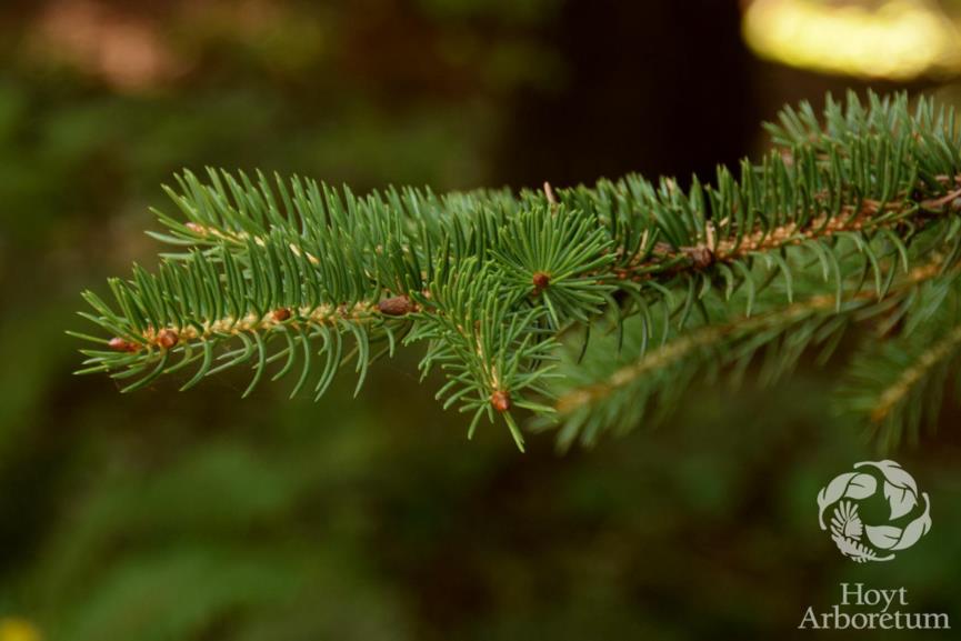 Picea polita - Tiger-tail Spruce | Hoyt Arboretum, Portland, Oregon, USA