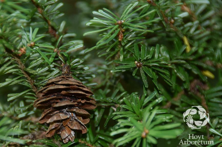 Tsuga diversifolia - North Japanese Hemlock, Japanese hemlock | Hoyt ...