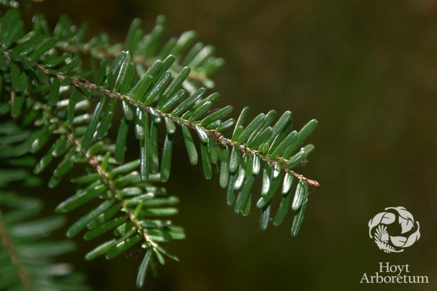 Tsuga diversifolia - North Japanese Hemlock, Japanese hemlock | Hoyt ...