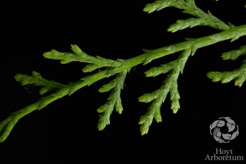 Cupressus dupreziana - Saharan Cypress | Hoyt Arboretum, Portland ...