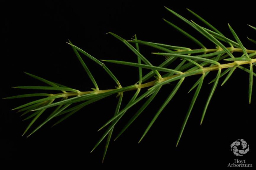 Juniperus rigida - temple juniper, needle juniper | Hoyt Arboretum ...