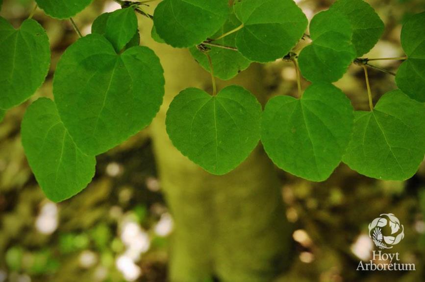 Cercidiphyllum japonicum 'Dwarf Clone' | Hoyt Arboretum, Portland ...