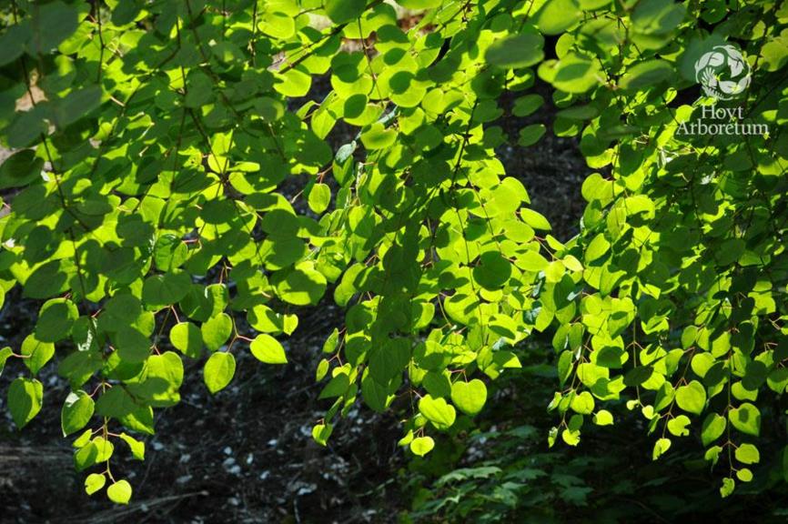 Cercidiphyllum japonicum 'Dwarf Clone' | Hoyt Arboretum, Portland ...