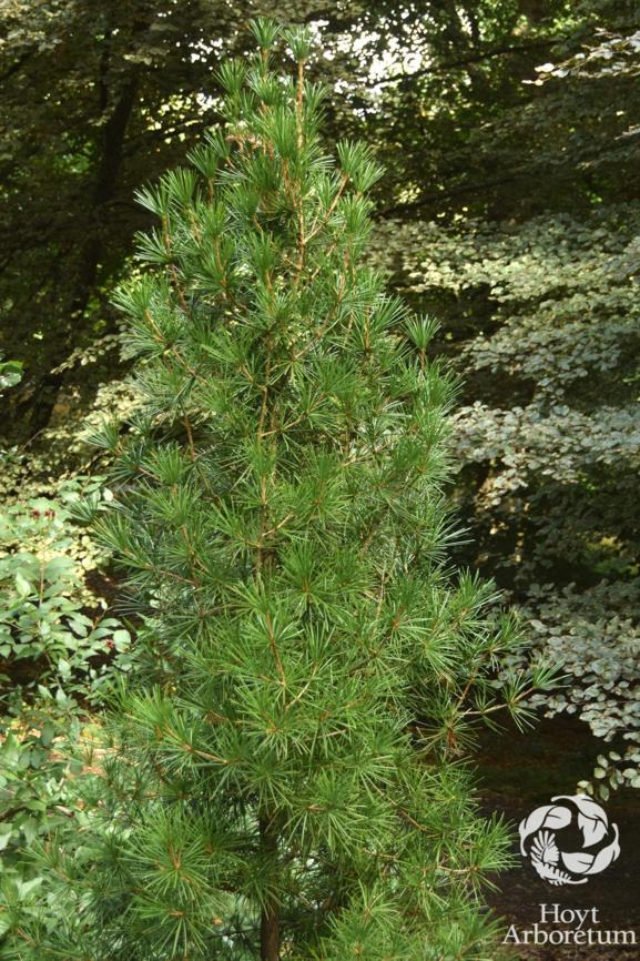 Podocarpus nivalis - Alpine Totara | Hoyt Arboretum, Portland, Oregon, USA