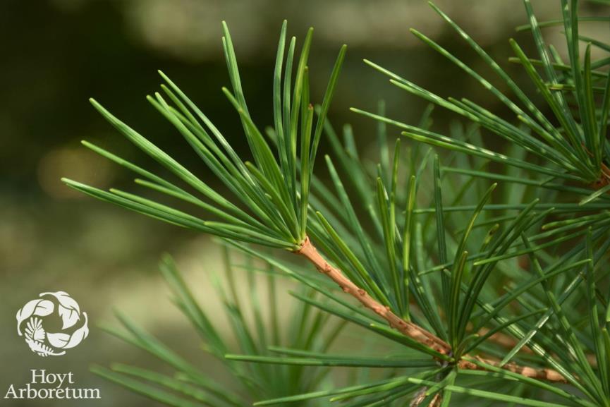 Podocarpus nivalis - Alpine Totara | Hoyt Arboretum, Portland, Oregon, USA
