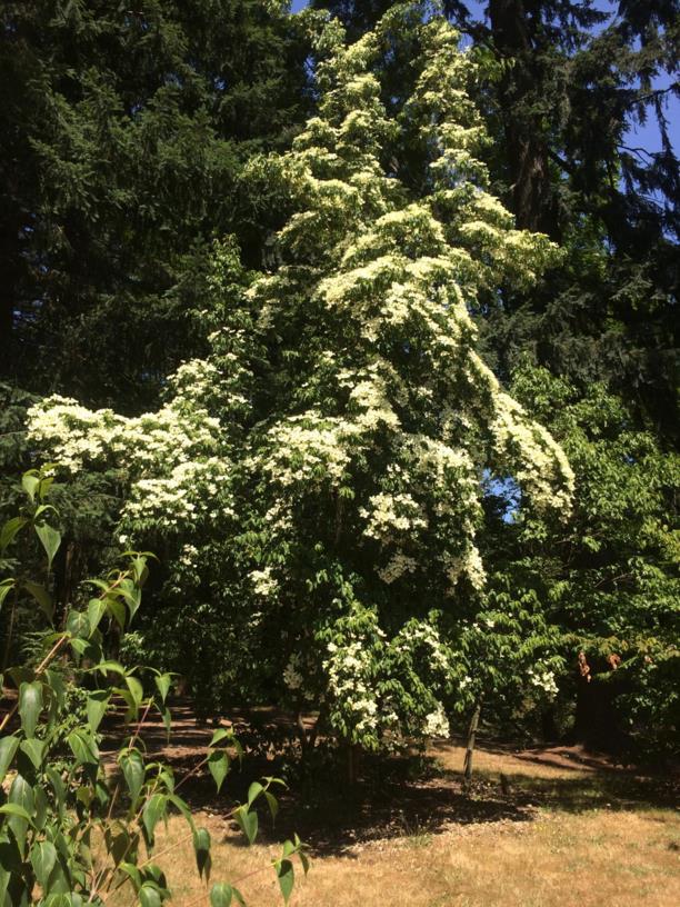 Cornus capitata subsp. angustata - Empress of China dogwood | Hoyt ...