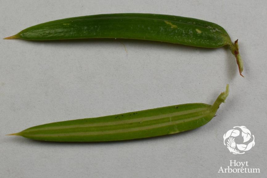 Torreya nucifera - Japanese Nutmeg Yew | Hoyt Arboretum, Portland ...