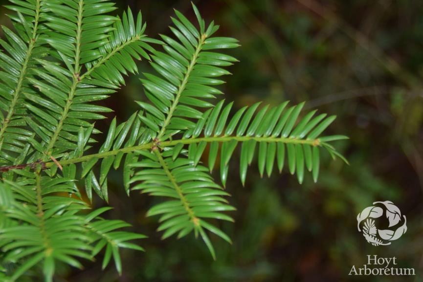 Torreya nucifera - Japanese Nutmeg Yew | Hoyt Arboretum, Portland ...