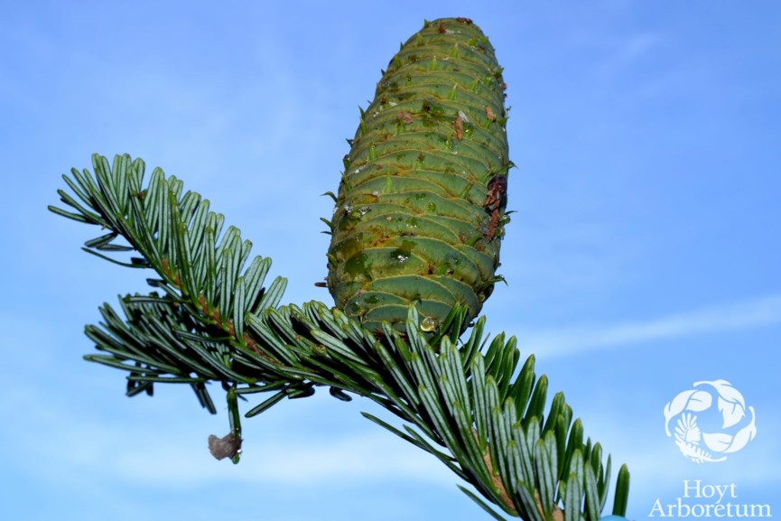 Abies magnifica - red fir | Hoyt Arboretum, Portland, Oregon, USA