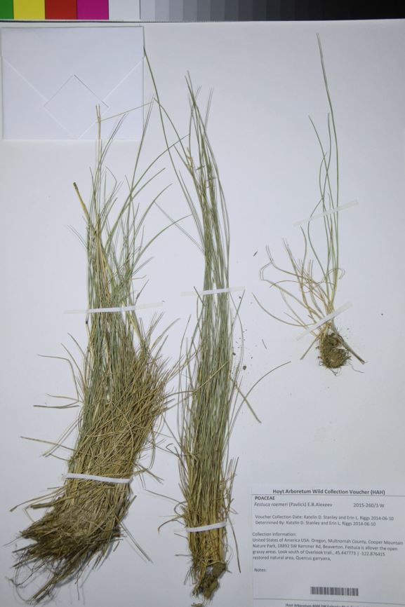 Festuca roemeri | Hoyt Arboretum, Portland, Oregon, USA