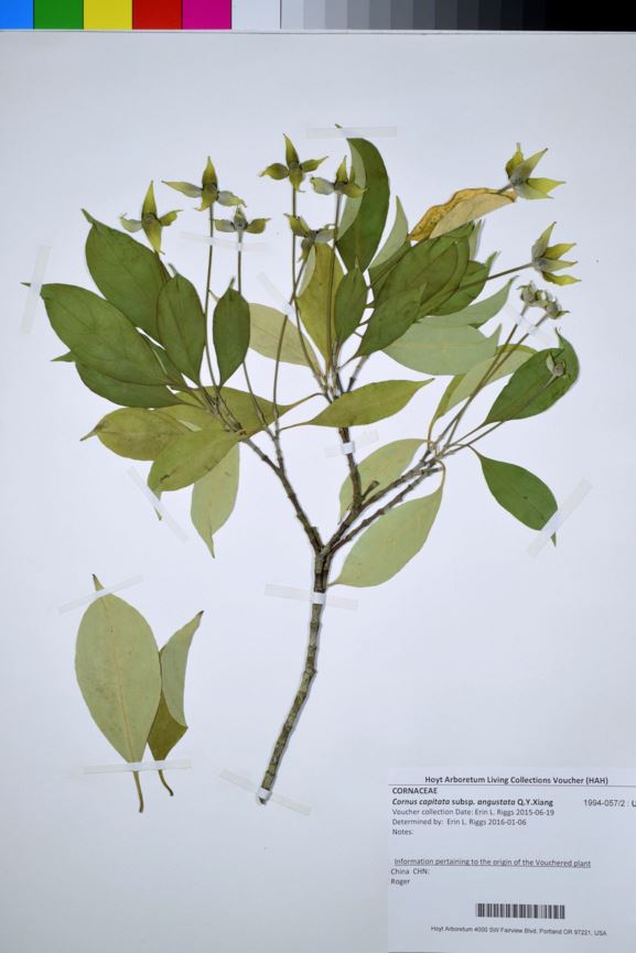 Cornus capitata subsp. angustata - Empress of China dogwood | Hoyt ...