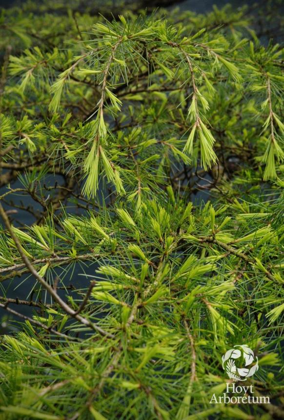 Cedrus deodara - Deodar Cedar | Hoyt Arboretum, Portland, Oregon, USA