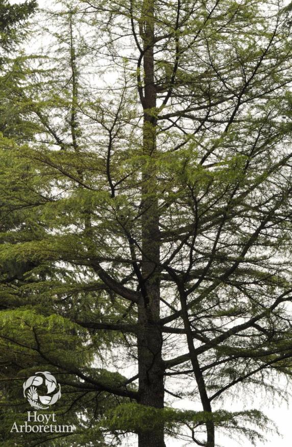 Cedrus deodara - Deodar Cedar | Hoyt Arboretum, Portland, Oregon, USA