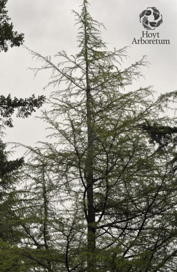 Cedrus deodara - Deodar Cedar | Hoyt Arboretum, Portland, Oregon, USA
