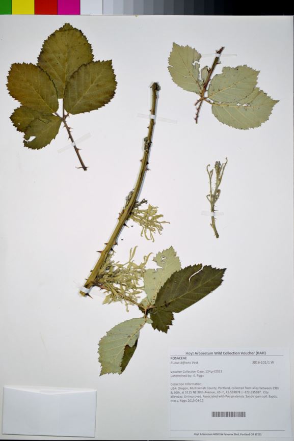 Rubus armeniacus - Armenian blackberry, Himalayan blackberry, Himalayan ...