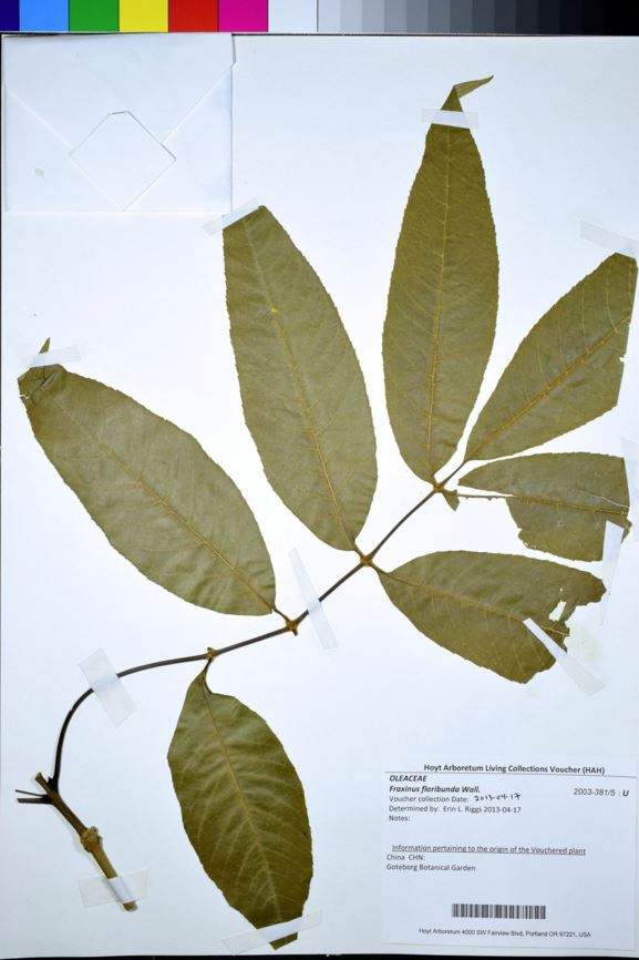 Fraxinus floribunda | Hoyt Arboretum, Portland, Oregon, USA