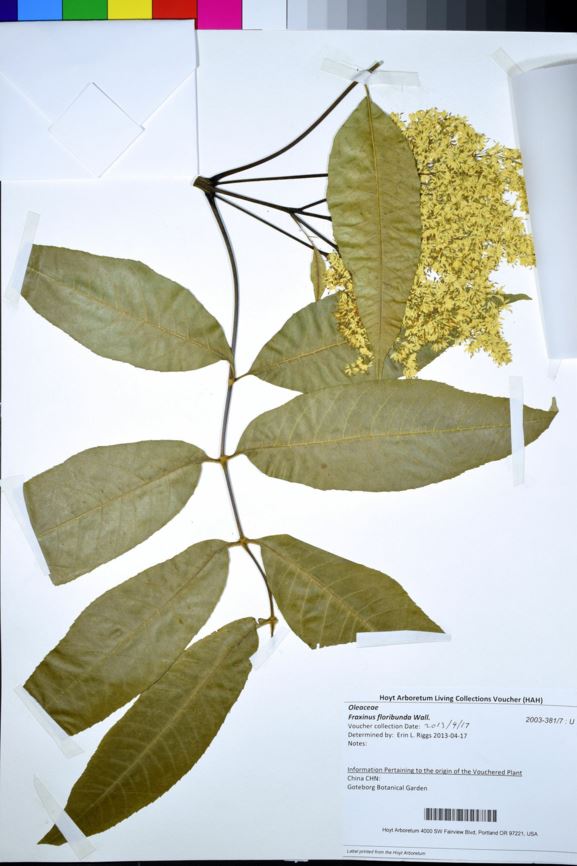 Fraxinus floribunda | Hoyt Arboretum, Portland, Oregon, USA