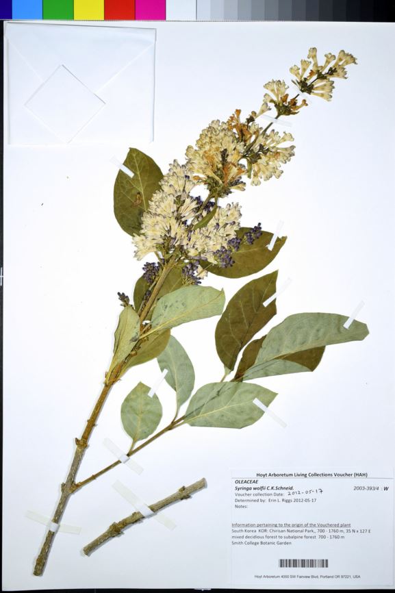 Syringa villosa subsp. wolfii - Wolf's lilac, villous lilac | Hoyt ...