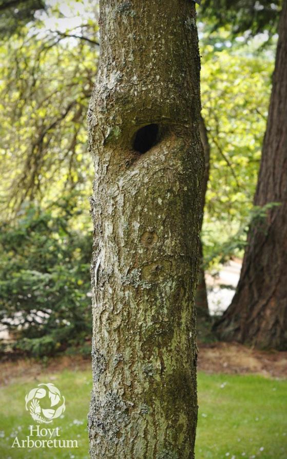 Paulownia tomentosa - princess tree, royal paulownia, empress tree ...