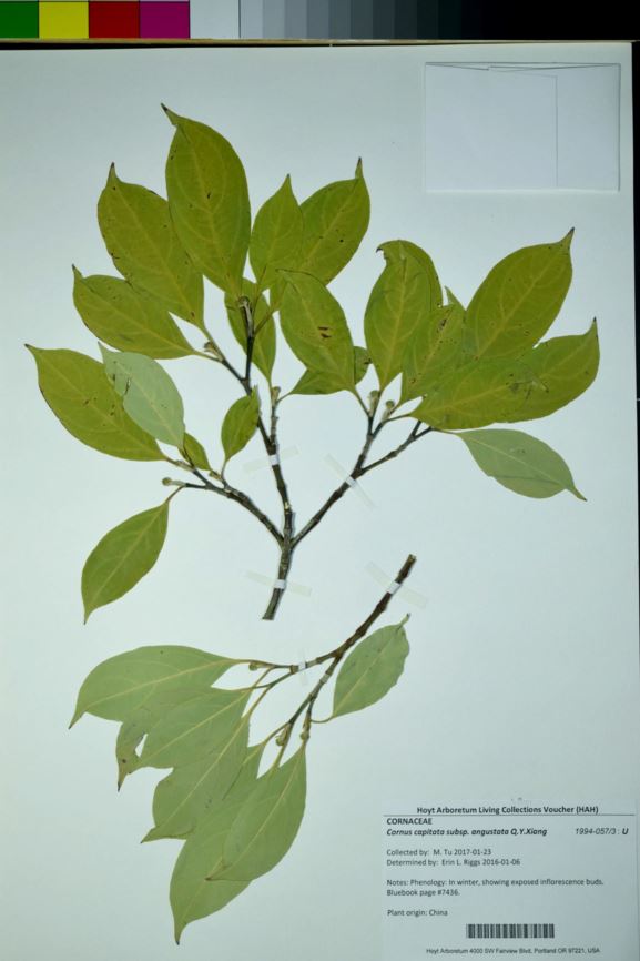 Cornus capitata subsp. angustata - Empress of China dogwood | Hoyt ...