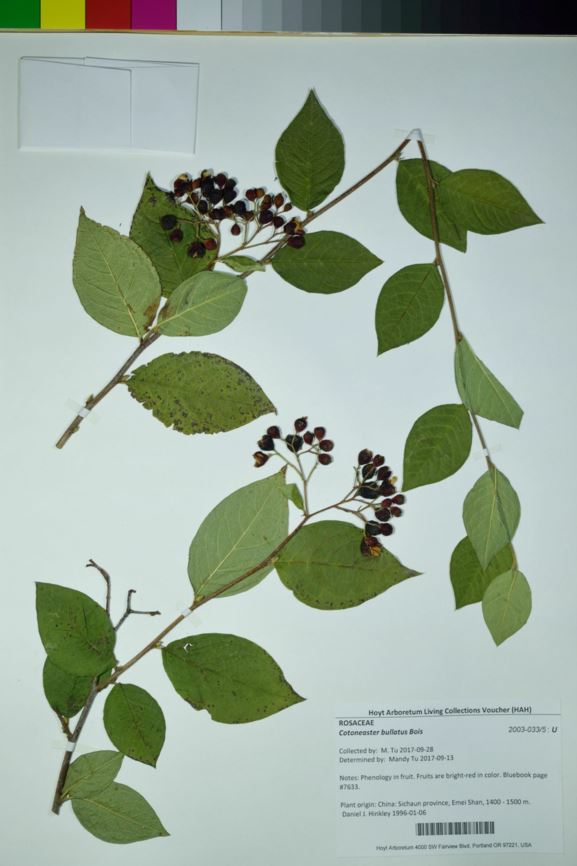 Cotoneaster bullatus - hollyberry cotoneaster | Hoyt Arboretum ...