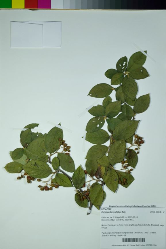 Cotoneaster bullatus - hollyberry cotoneaster | Hoyt Arboretum ...