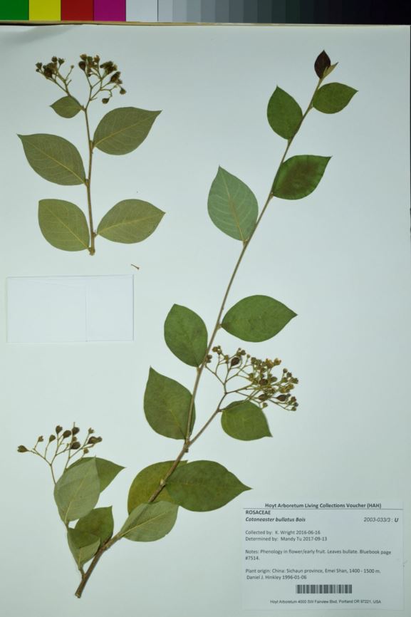 Cotoneaster bullatus - hollyberry cotoneaster | Hoyt Arboretum ...