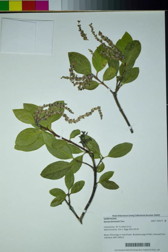 Garrya fremontii - fever Bush, bearbrush, silktassel, silk-tassel, silk ...