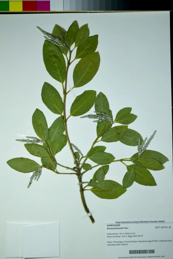 Garrya fremontii - fever Bush, bearbrush, silktassel, silk-tassel, silk ...