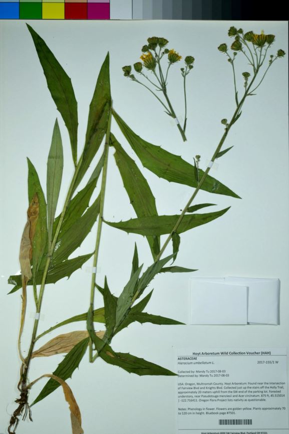 Hieracium umbellatum - narrowleaf hawkweed, Canadian hawkweed, smooth ...