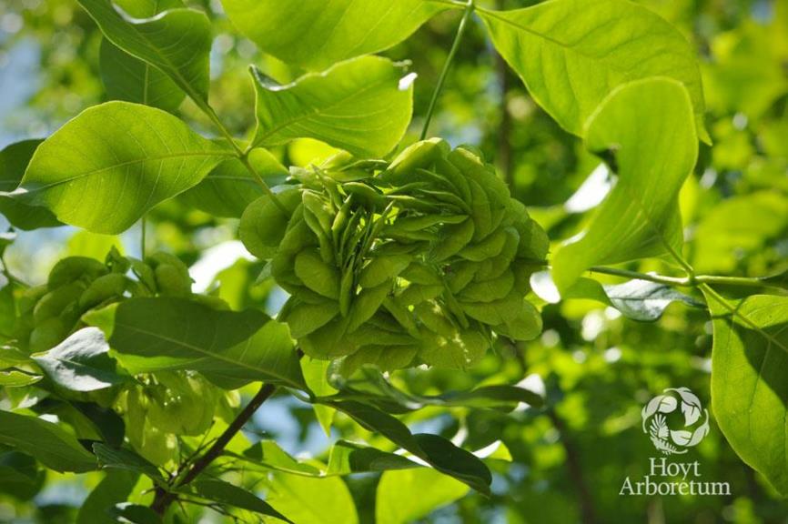Ptelea trifoliata - Hop Tree | Hoyt Arboretum, Portland, Oregon, USA