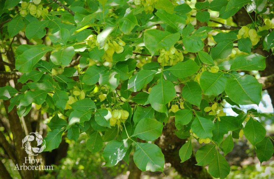 Ptelea trifoliata - Hop Tree | Hoyt Arboretum, Portland, Oregon, USA