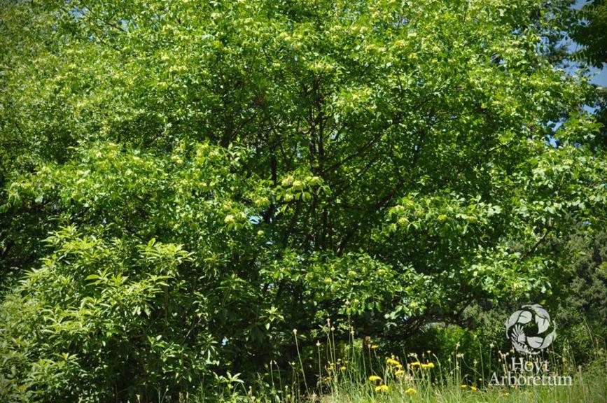 Ptelea trifoliata - Hop Tree | Hoyt Arboretum, Portland, Oregon, USA