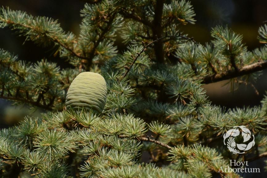 Cedrus atlantica subsp. atlantica - Atlas Cedar | Hoyt Arboretum, Portland, Oregon, USA