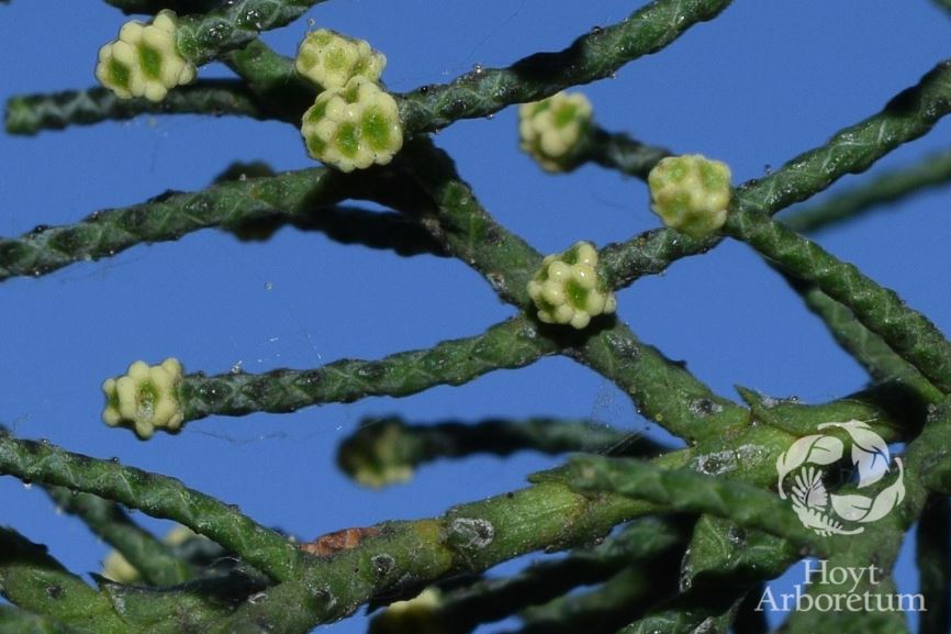 Hesperocyparis bakeri - Modoc Cypress | Hoyt Arboretum, Portland ...