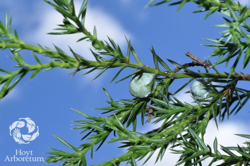 Juniperus rigida - temple juniper, needle juniper | Hoyt Arboretum ...