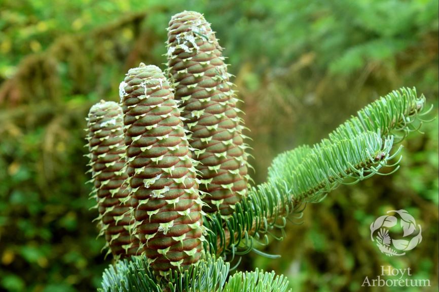 Abies nordmanniana subsp. equi-trojani - Turkish Fir | Hoyt Arboretum ...