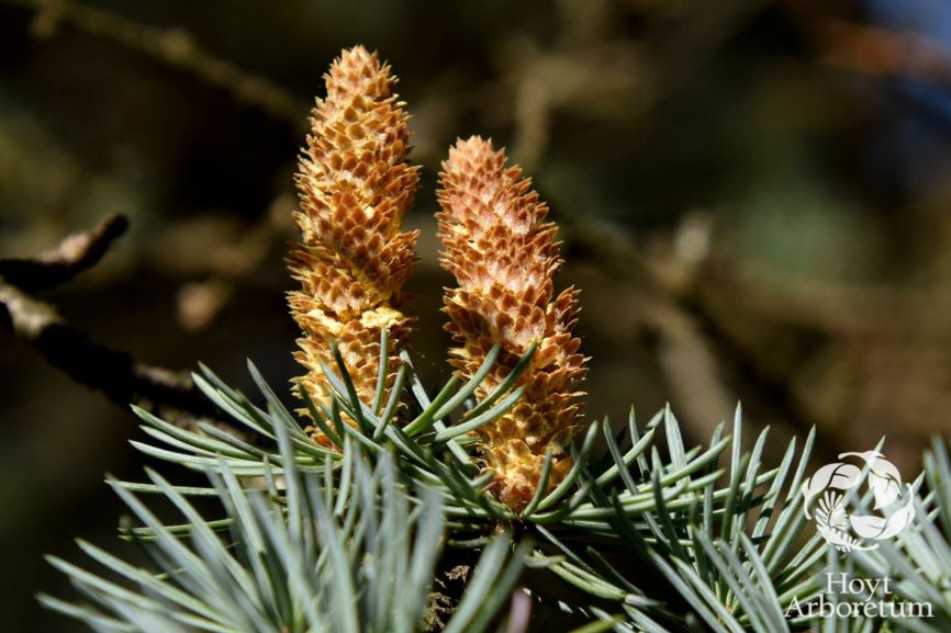 Cedrus libani - Cedar of Lebanon, Cyprus cedar | Hoyt Arboretum ...