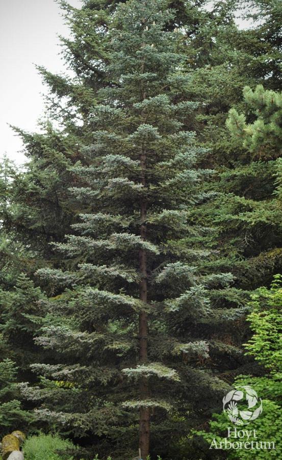 Abies pinsapo 'Glauca' - blue Spanish fir | Hoyt Arboretum, Portland ...