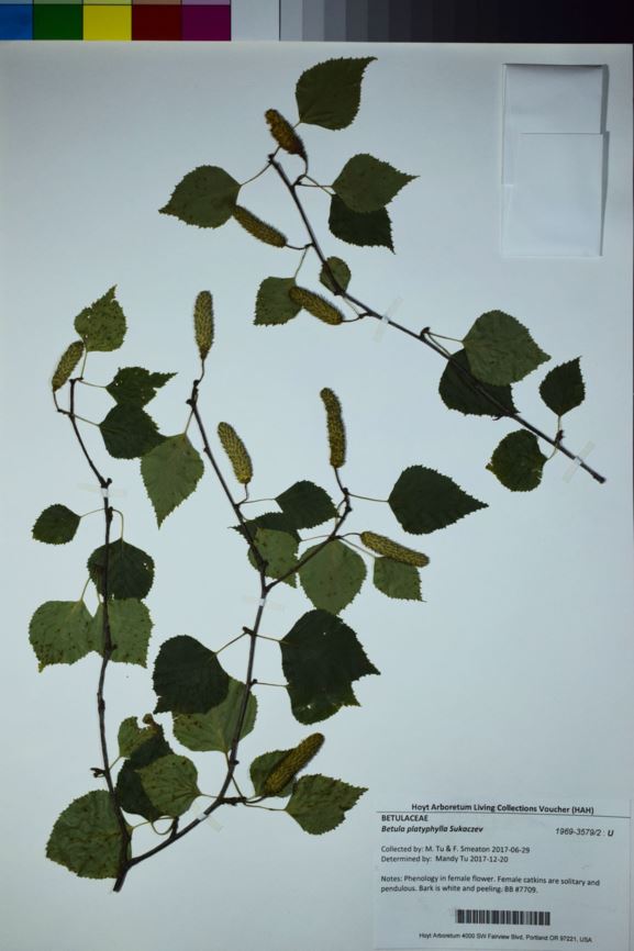 Betula platyphylla - Japanese White Birch, Asian white birch | Hoyt ...