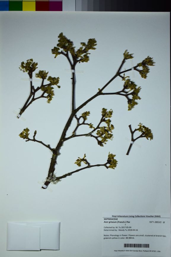 Acer griseum - Chinese Paperbark Maple | Hoyt Arboretum, Portland ...