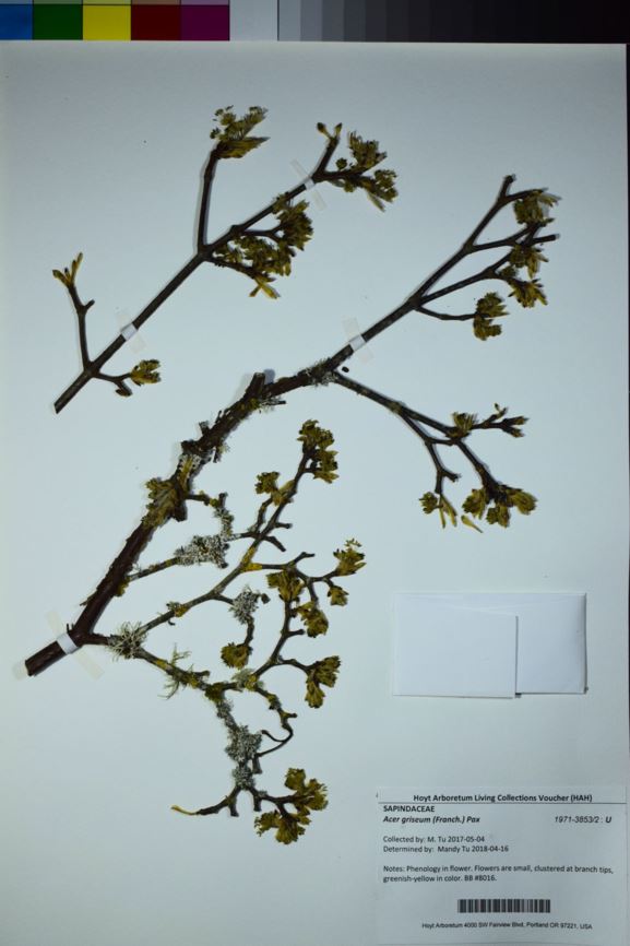 Acer griseum - Chinese Paperbark Maple | Hoyt Arboretum, Portland ...